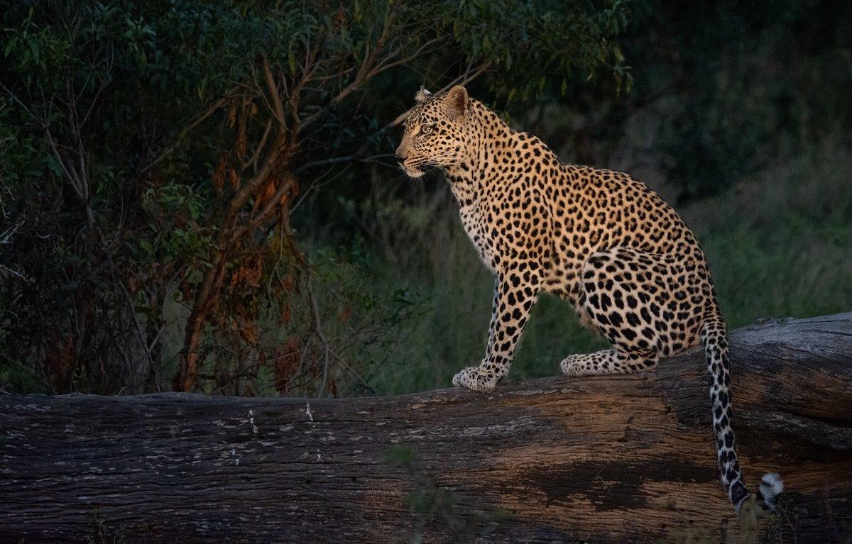A Week in the Bush Vol. 459 | Sabi Sabi