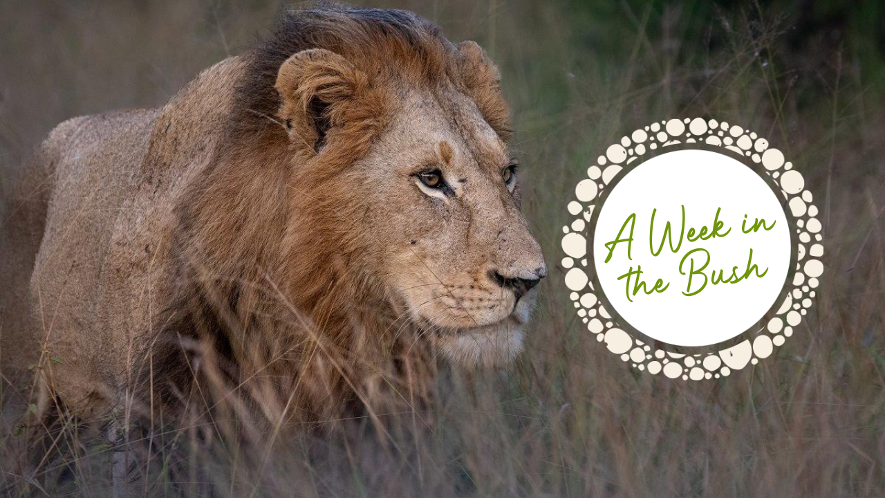 A Week in the Bush Vol. 459 | Sabi Sabi