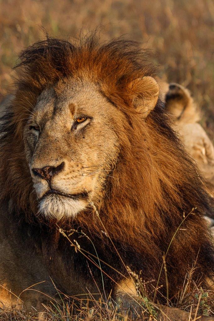 A Week in the Bush Vol. 504 | Sabi Sabi