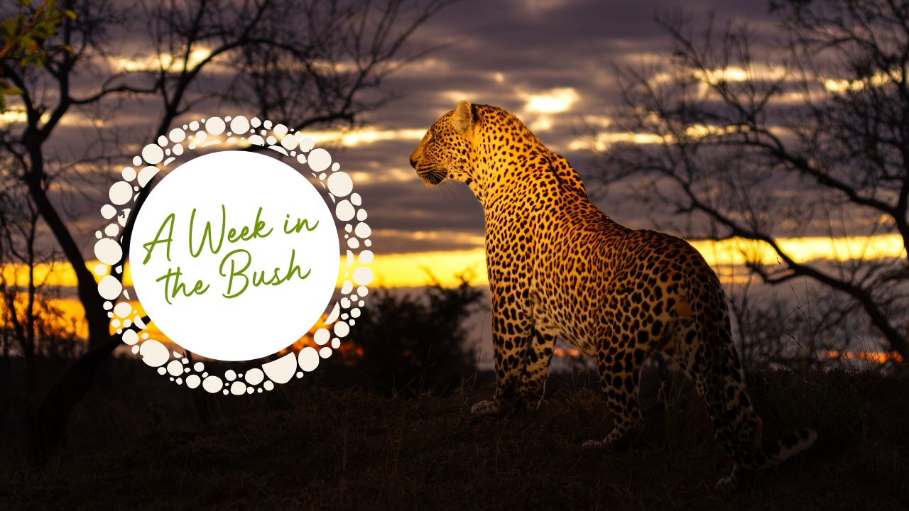 A Week in the Bush Vol. 467 |Sabi Sabi