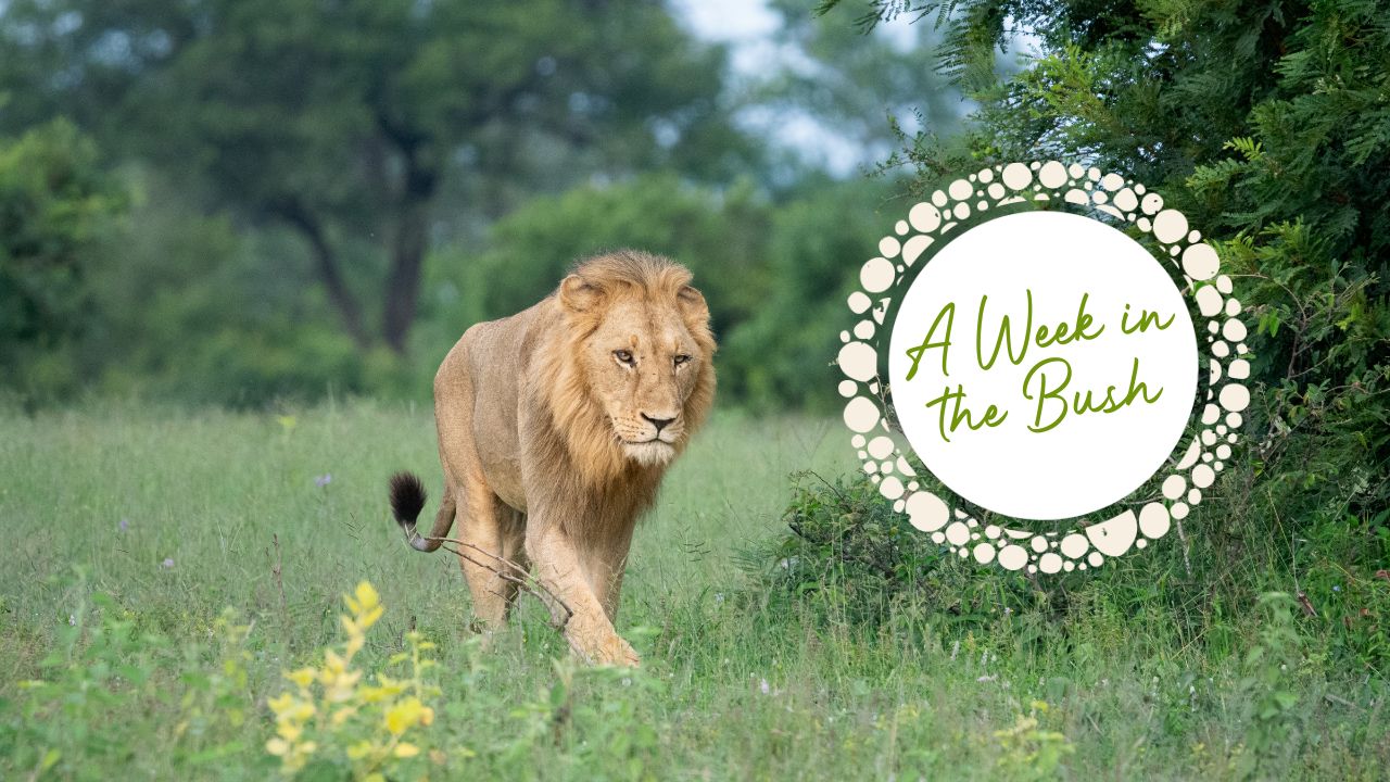 A Week in the Bush Vol. 448 | Sabi Sabi