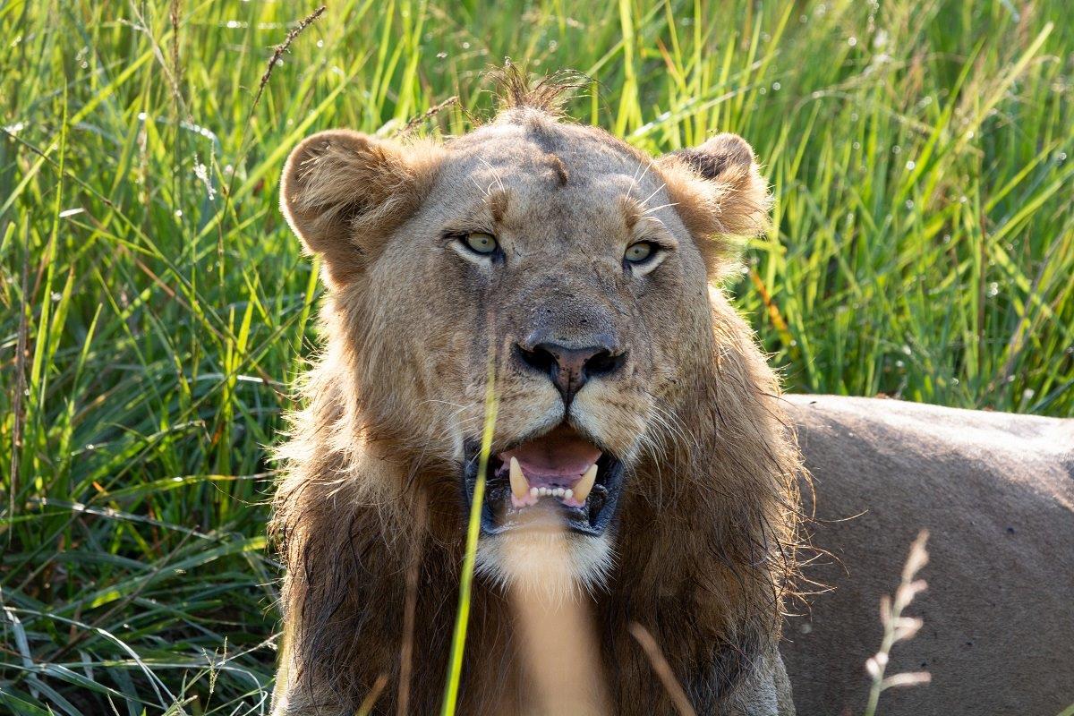 Following the Kambula Breakaway Pride | Sabi Sabi