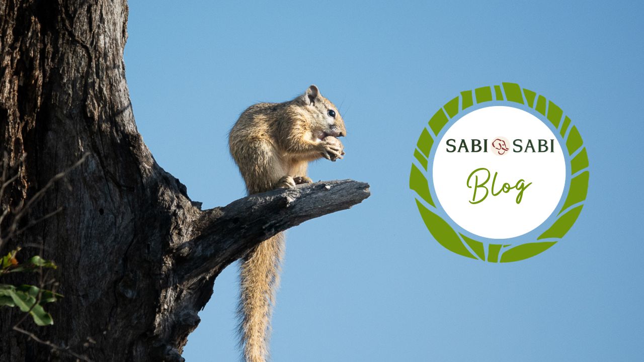 Connecting the Hearts to Africa | Sabi Sabi