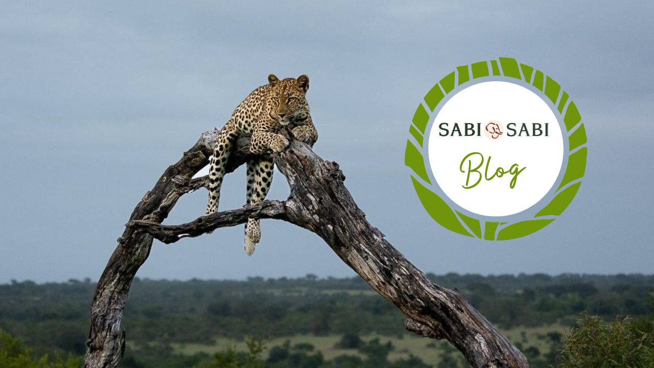 Early morning last safari | Sabi Sabi