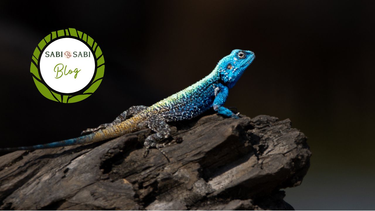 Exploring the fascinating Tree Agama| Sabi Sabi