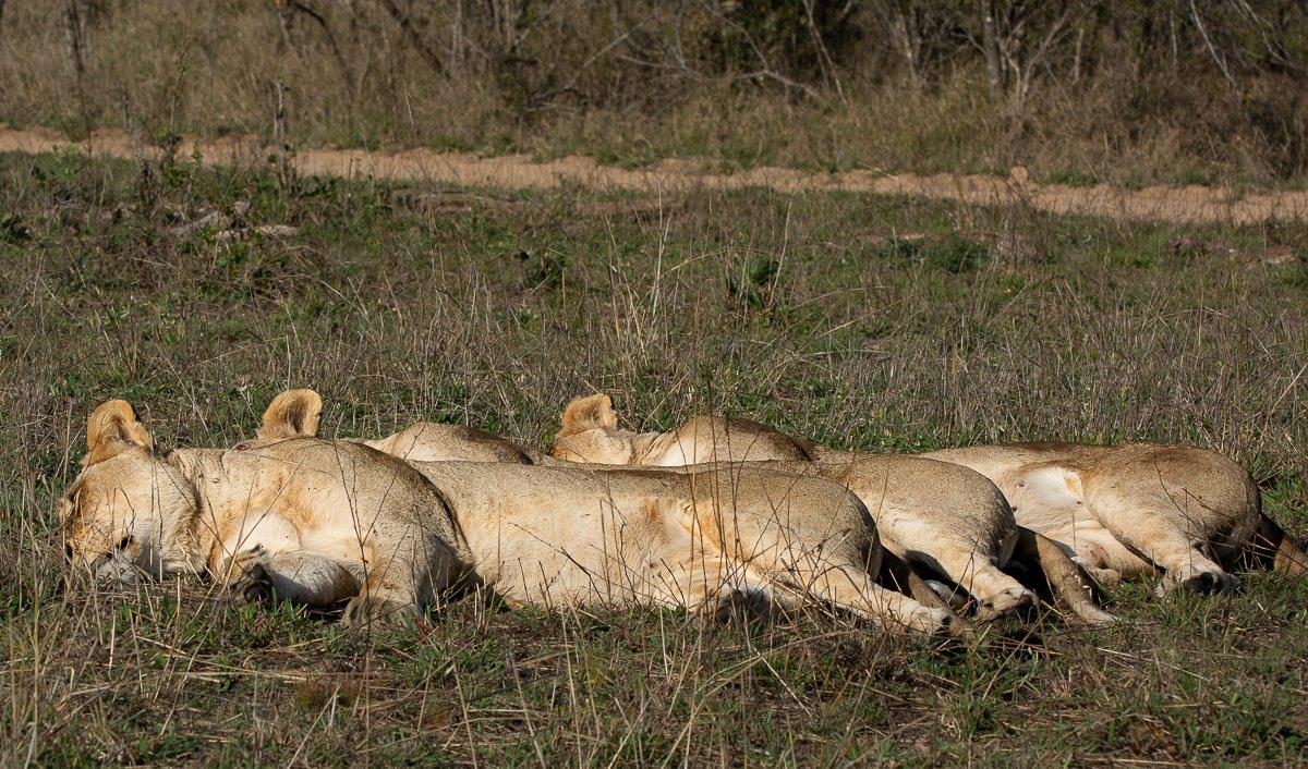 A Week in the Bush Vol. 471 | Sabi Sabi