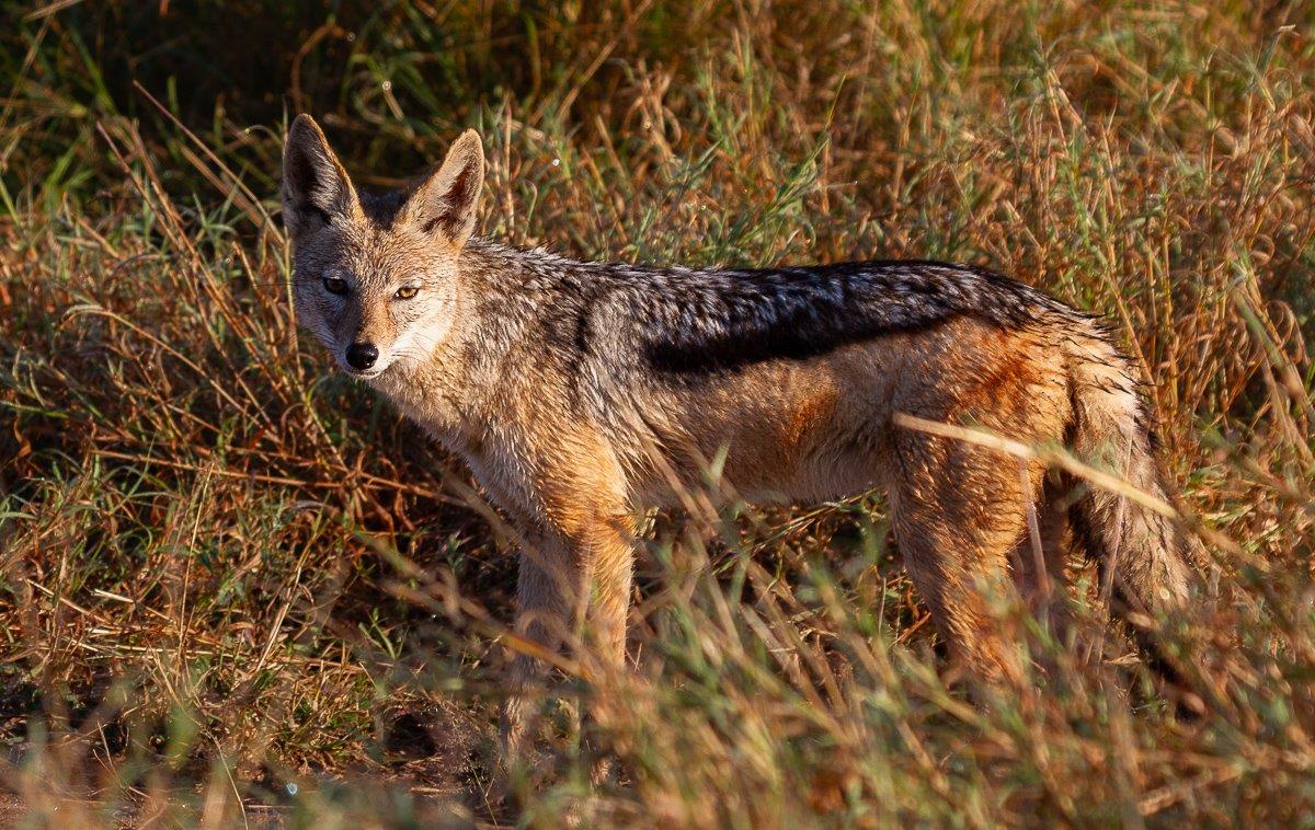A Week in the Bush Vol. 468 | Sabi Sabi