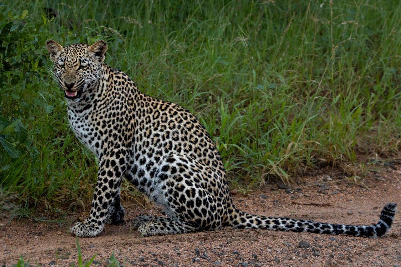 A Week in the Bush Vol. 536 I Sabi Sabi