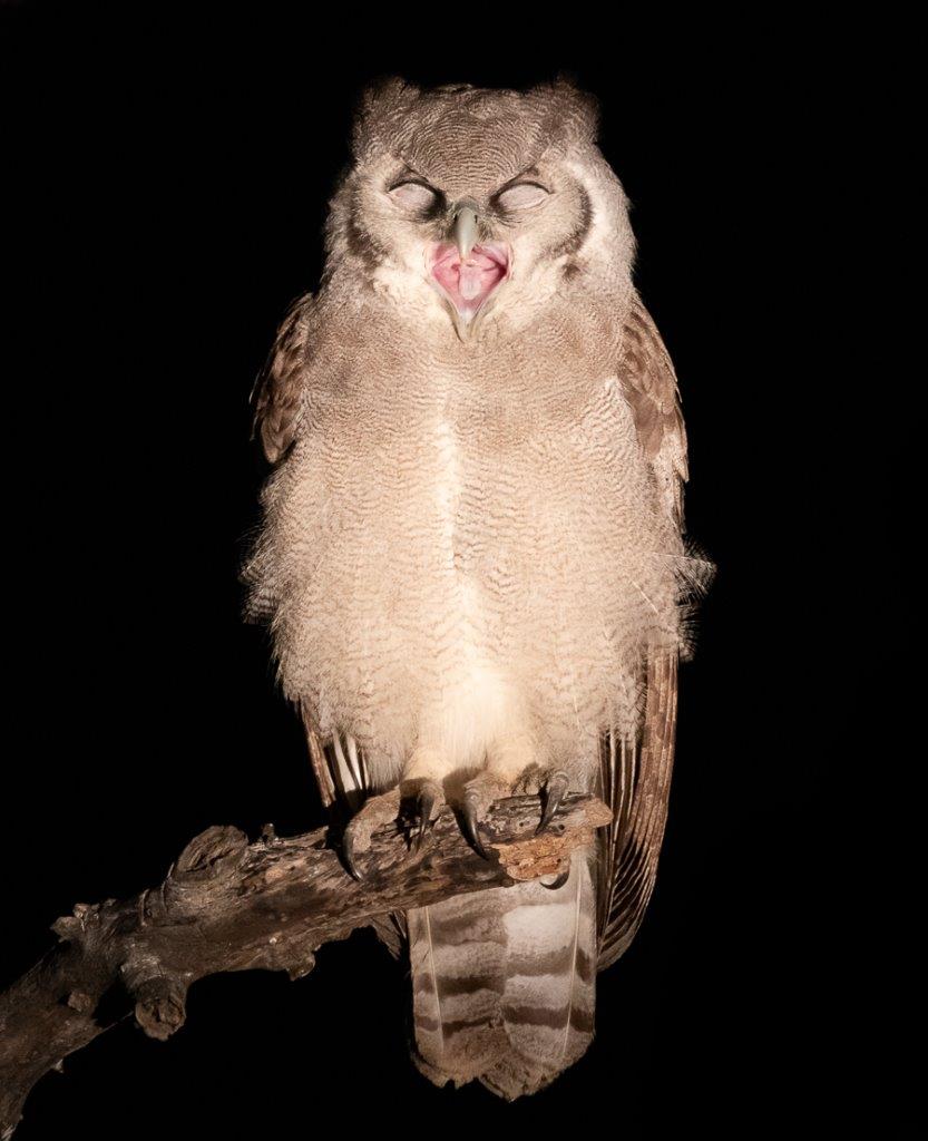 A Week in the Bush Vol. 457 | Sabi Sabi