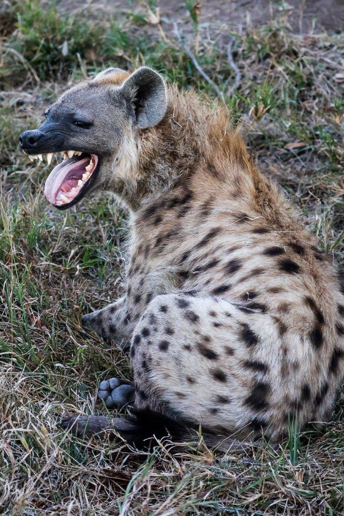 A Week in the Bush Vol. 471 | Sabi Sabi