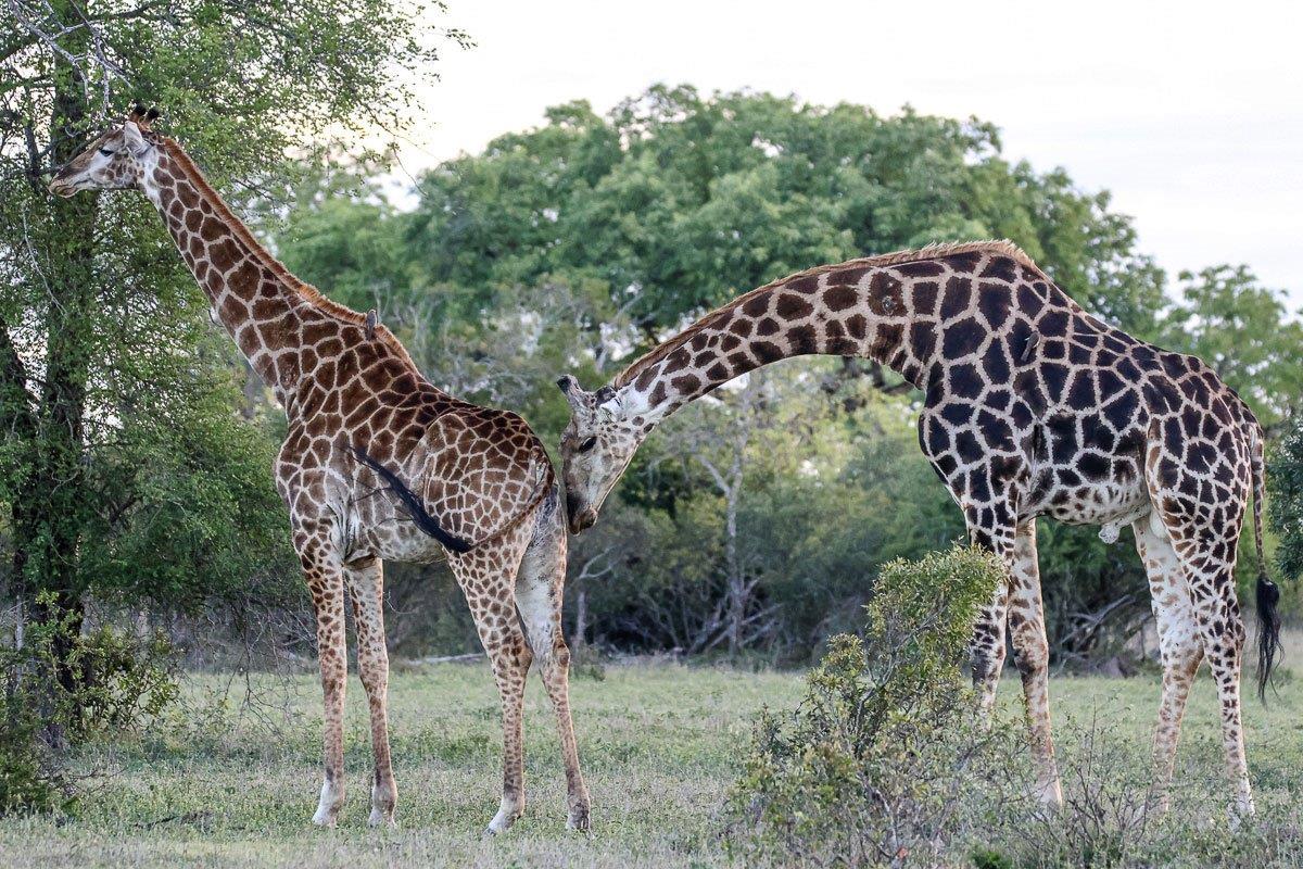 A Week in the Bush Vol. 488 | Sabi Sabi