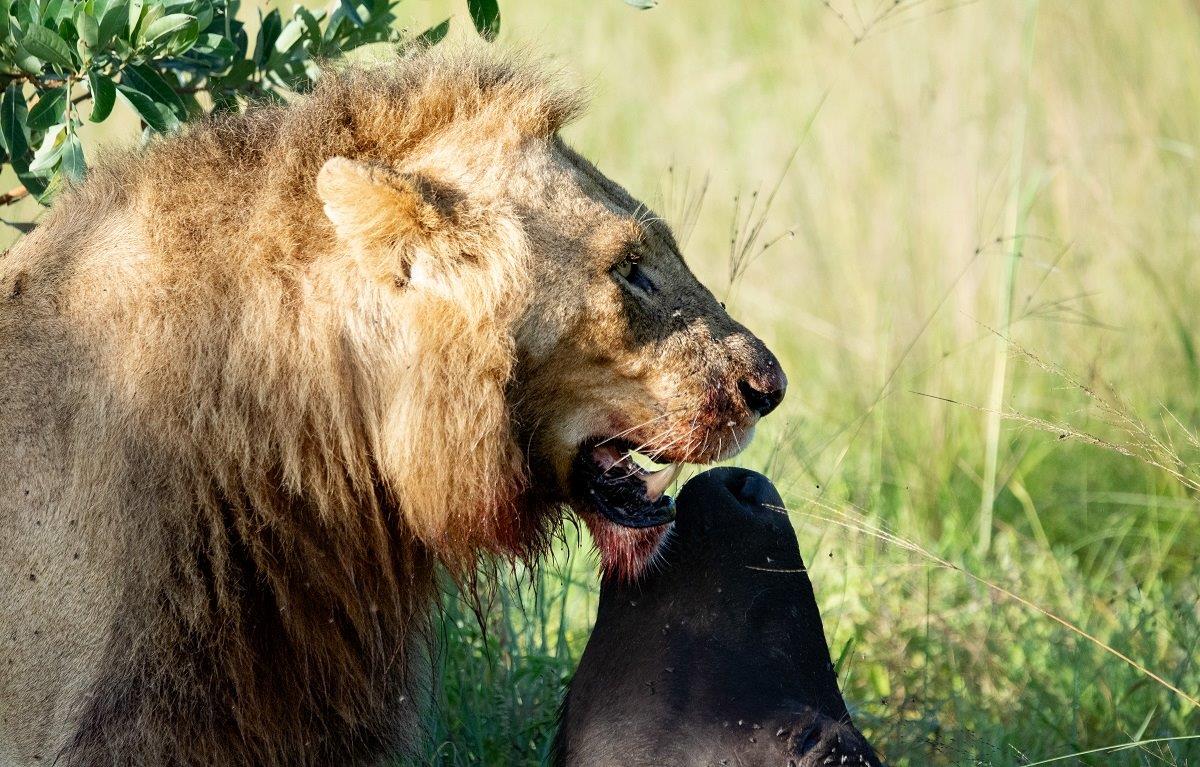 Following the Kambula Breakaway Pride | Sabi Sabi