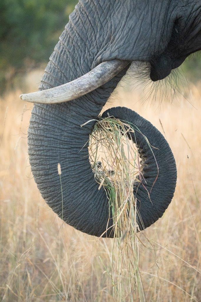 A Week in the Bush Vol. 469 | Sabi Sabi