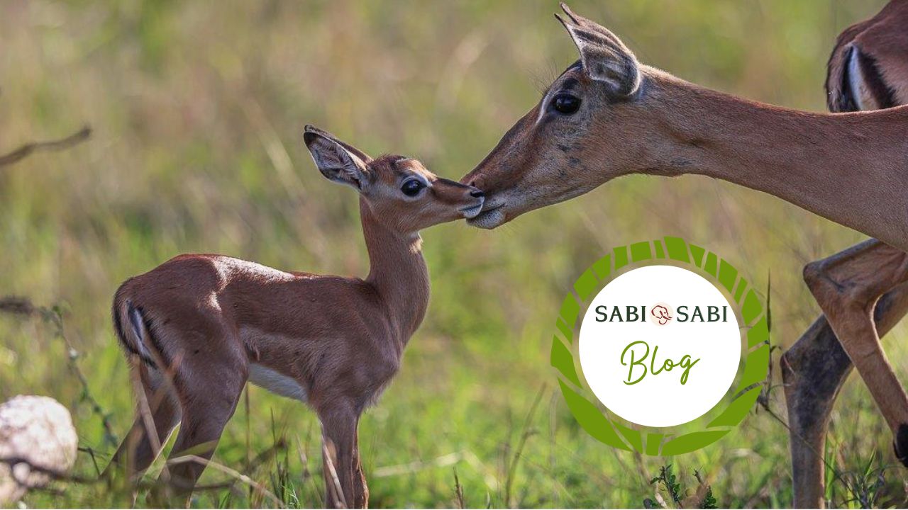 The Start of New Beginnings I Sabi Sabi