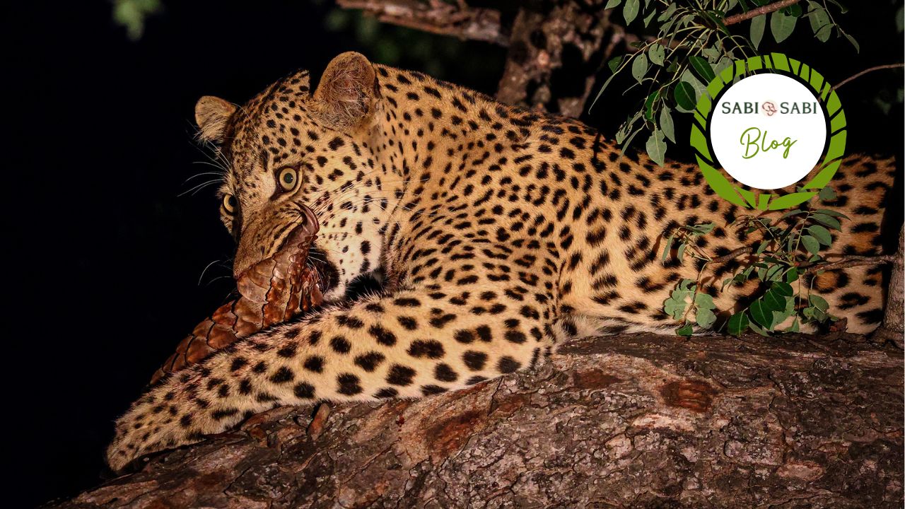 A Once-In-A-Lifetime Sighting I Sabi Sabi