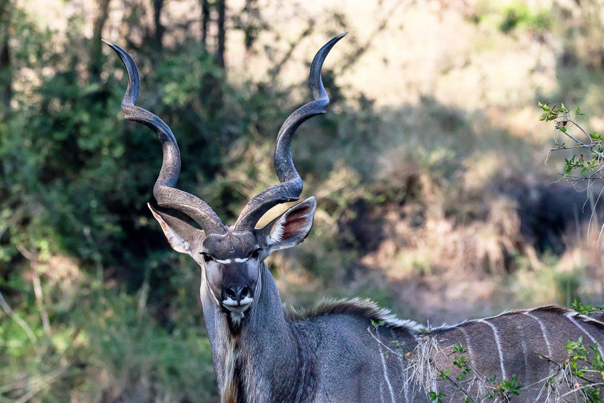 A Week in the Bush Vol. 466 |Sabi Sabi