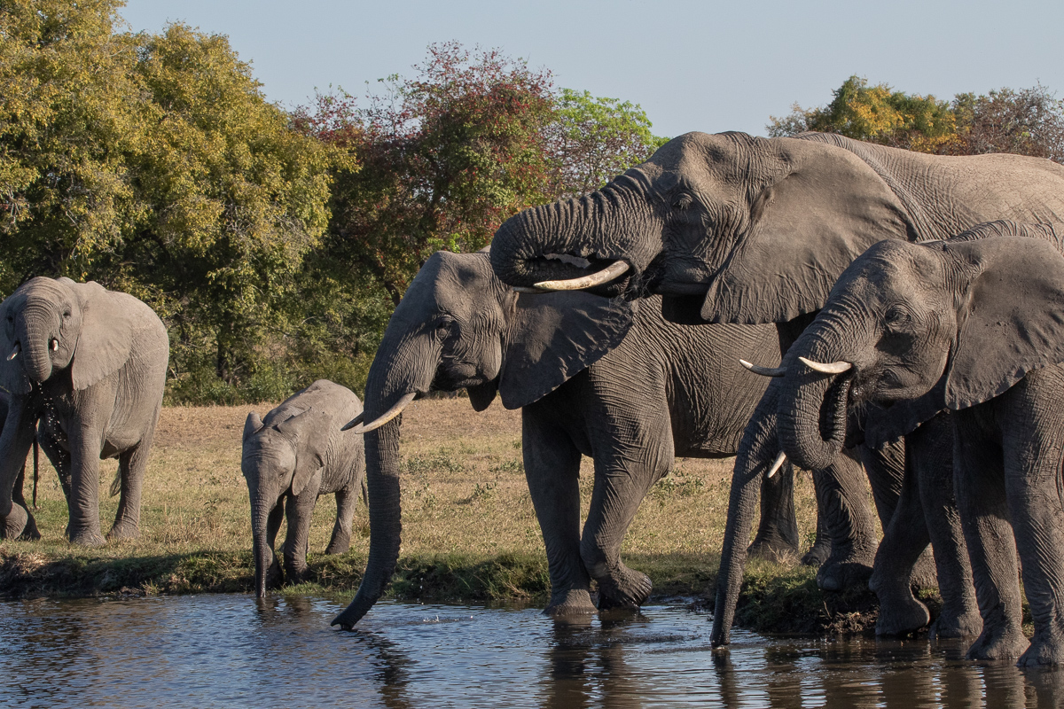 How old is that elephant? | Sabi Sabi