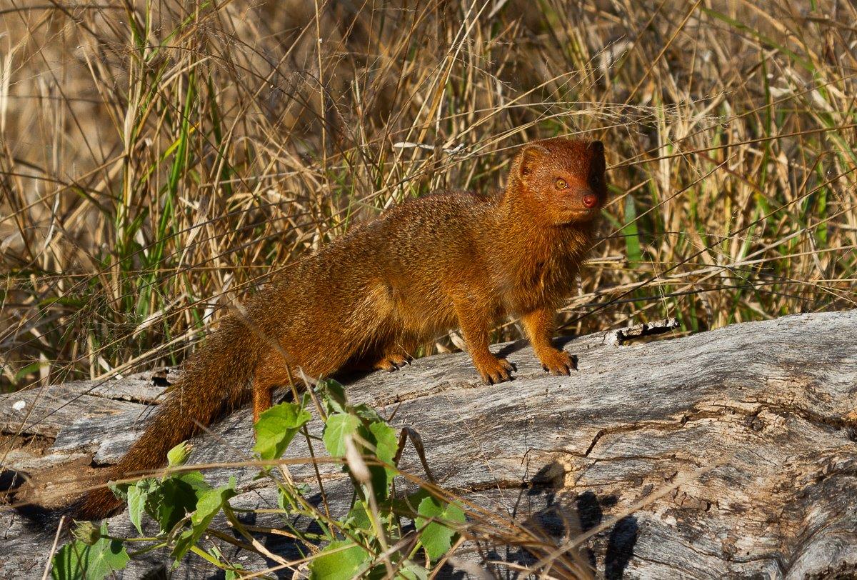 A Week in the Bush Vol. 506 | Sabi Sabi