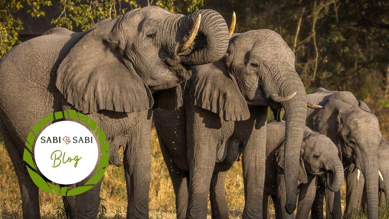 Five Nights of Wildlife Photography at Sabi Sabi | Sabi Sabi