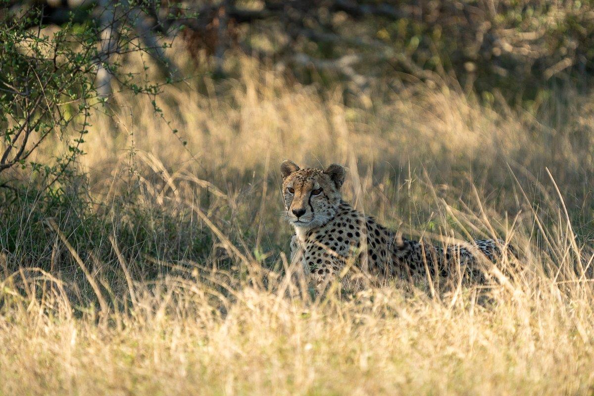 A Week in the Bush Vol. 478 | Sabi Sabi