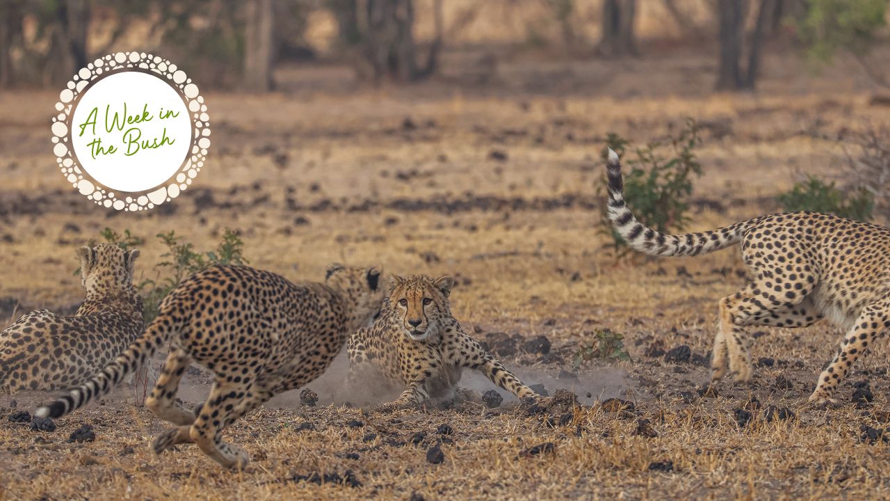 A Week in the Bush Vol. 561 I Sabi Sabi