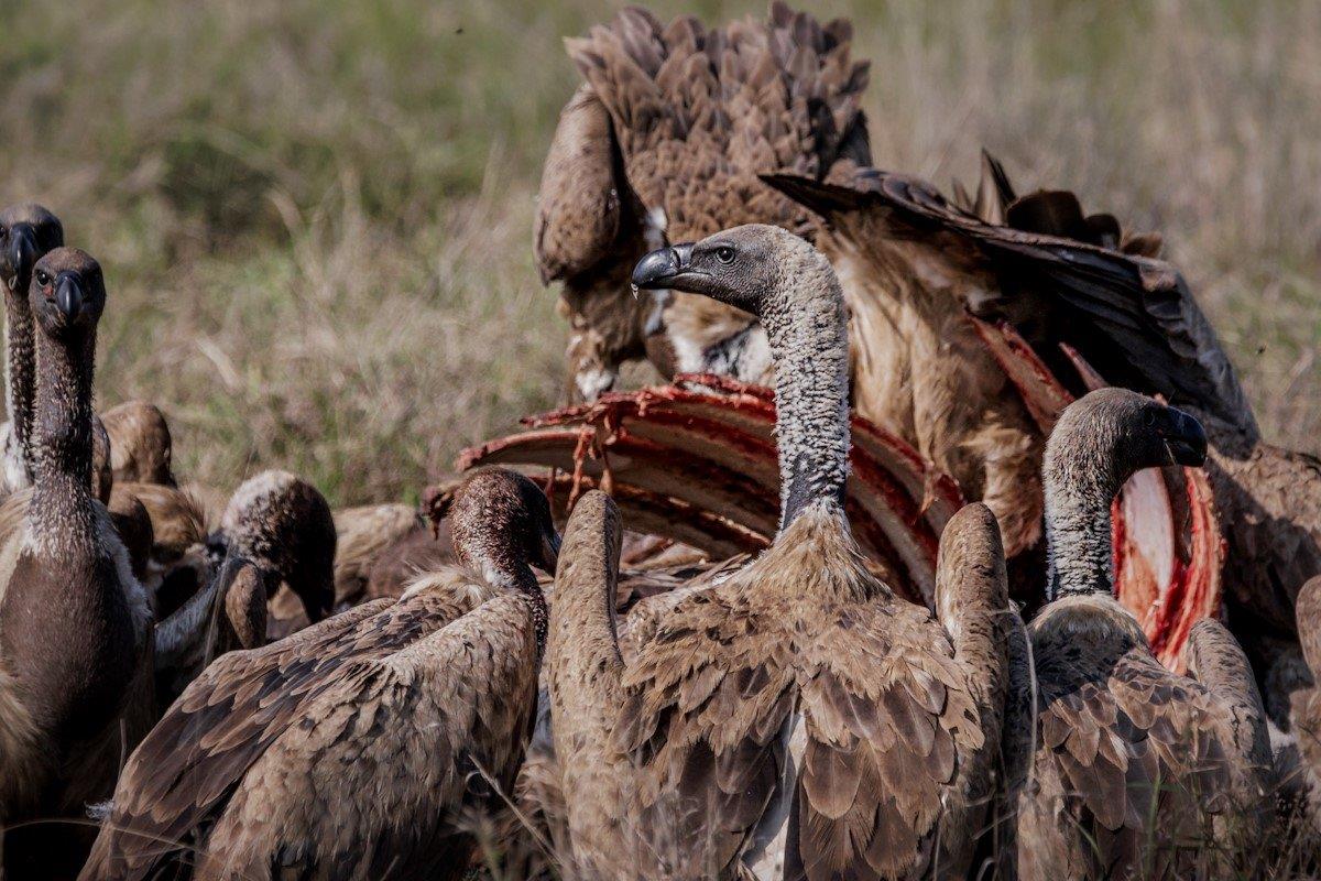 A Week in the Bush Vol. 481 | Sabi Sabi