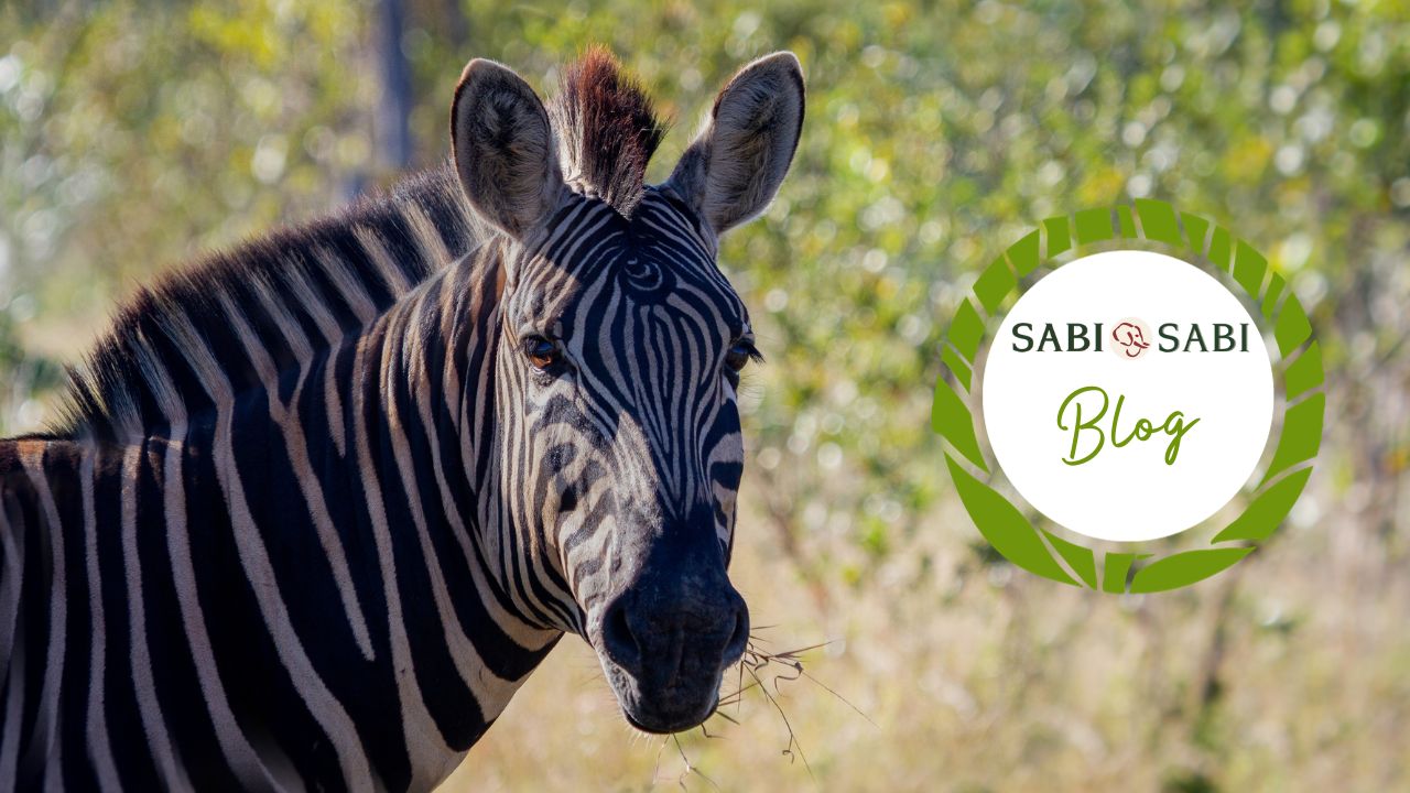 A Unique Stallion | Sabi Sabi