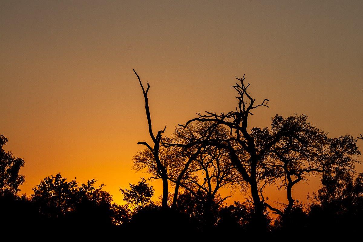 A Week in the Bush Vol. 455 I Sabi Sabi