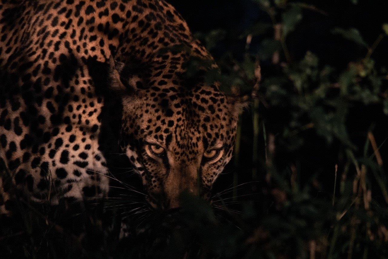 A Week in the Bush Vol. 462 |Sabi Sabi