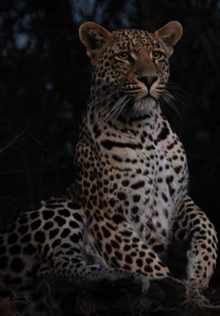 A Week in the Bush Vol. 471 | Sabi Sabi