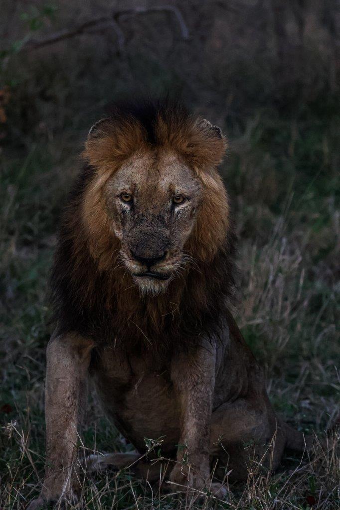 A Week in the Bush Vol. 476 | Sabi Sabi