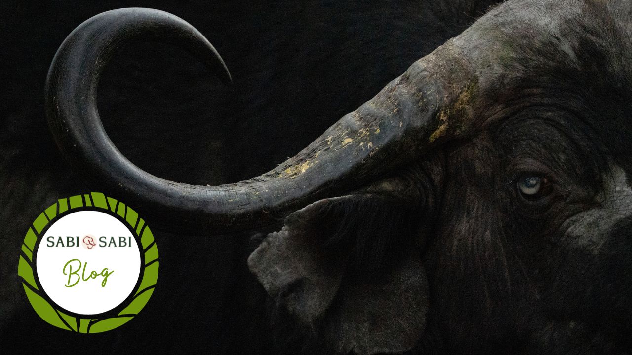 Cape Buffalo | Sabi Sabi