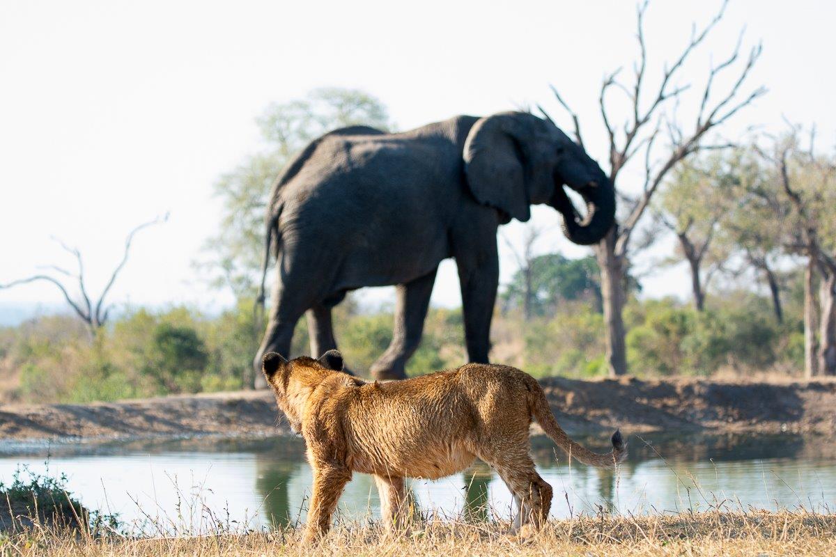 A Week in the Bush Vol. 508 | Sabi Sabi