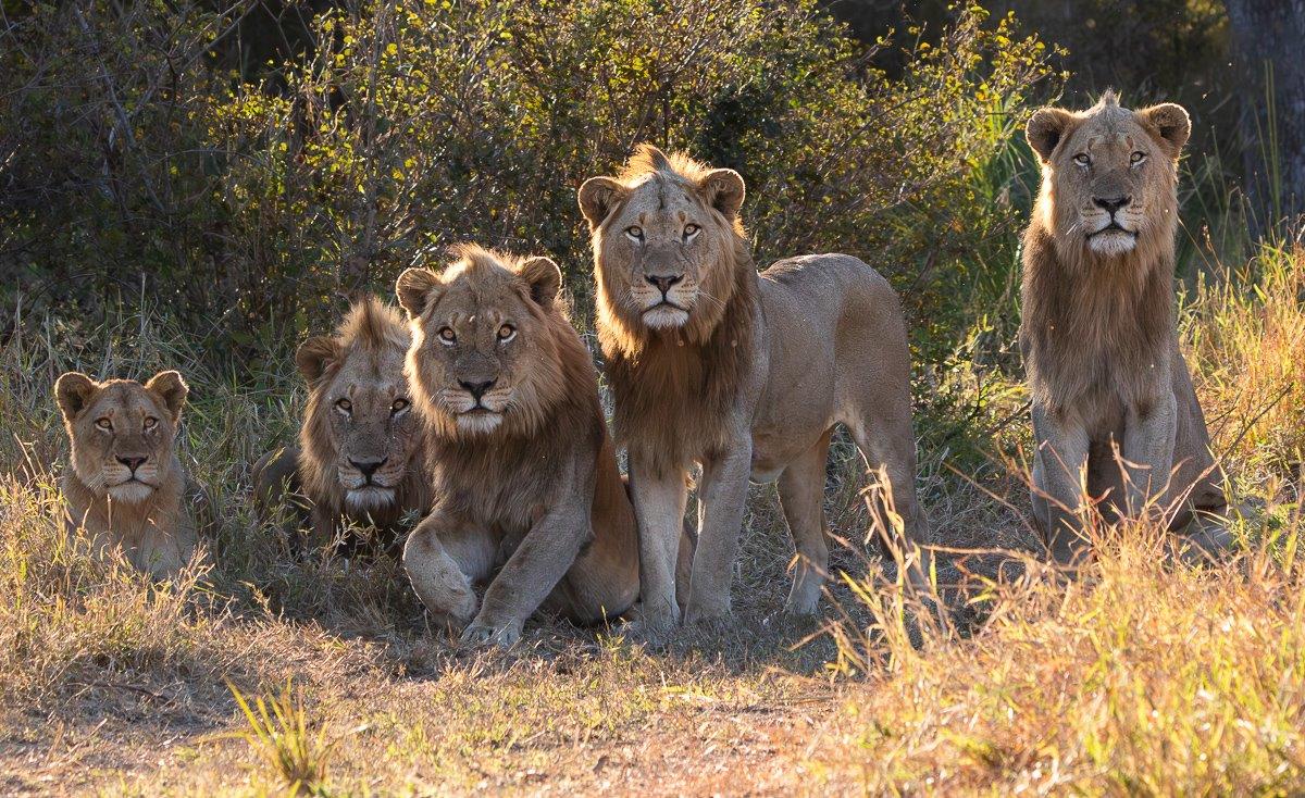 A Week in the Bush Vol. 468 | Sabi Sabi