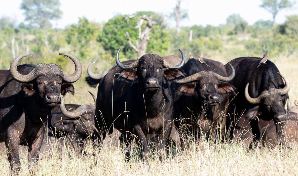 A Week in the Bush Vol. 471 | Sabi Sabi