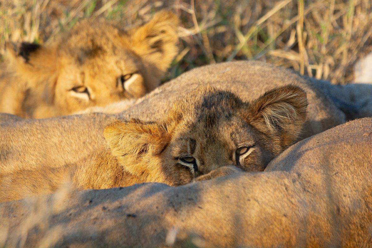 A Week in the Bush Vol. 508 | Sabi Sabi