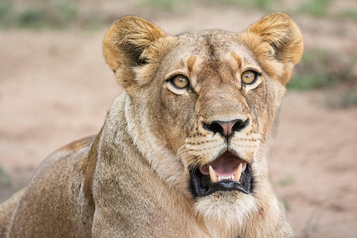 A Week in the Bush Vol. 478 | Sabi Sabi