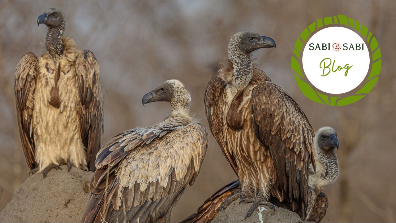 How Do Vultures Locate Carcasses? I Sabi Sabi