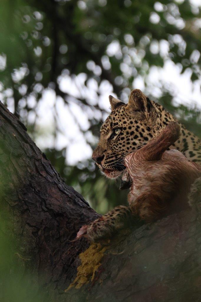 The Rise of an Amazing Mother | Sabi Sabi