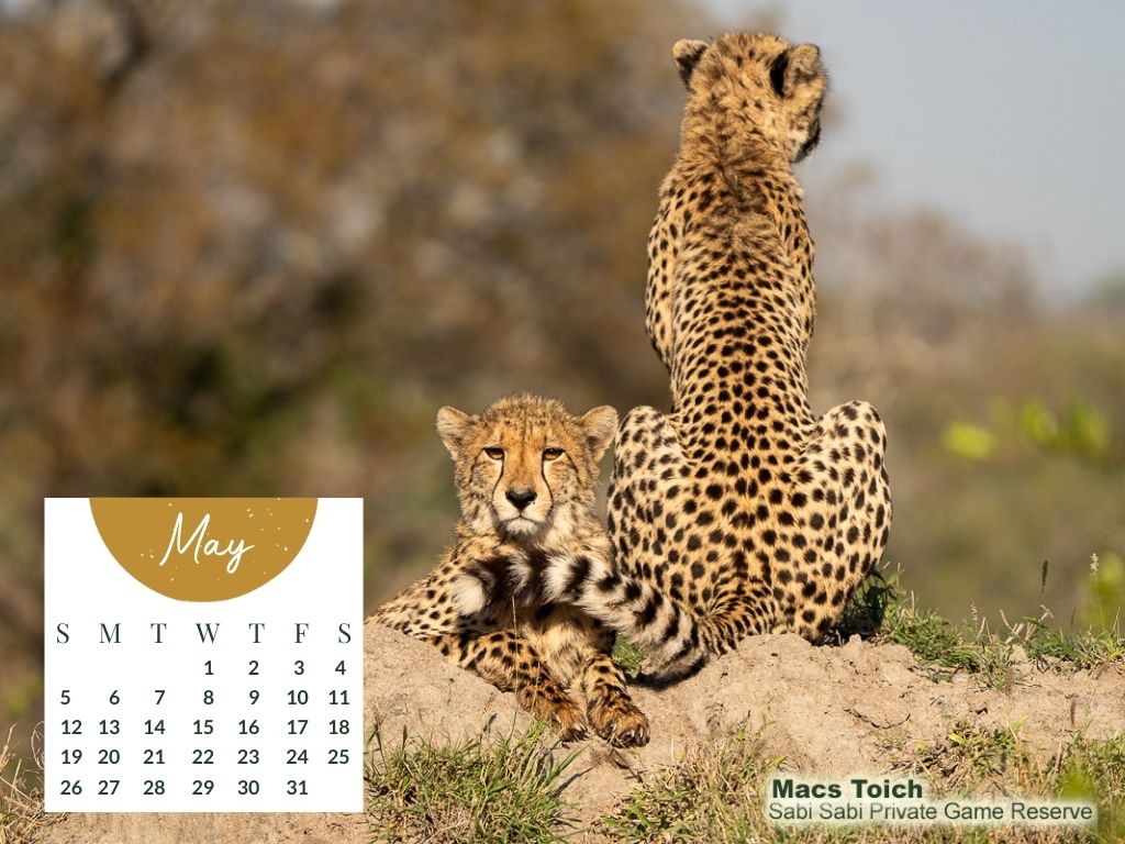 African Wildlife Photography | Safari Desktop Calendar | Sabi Sabi