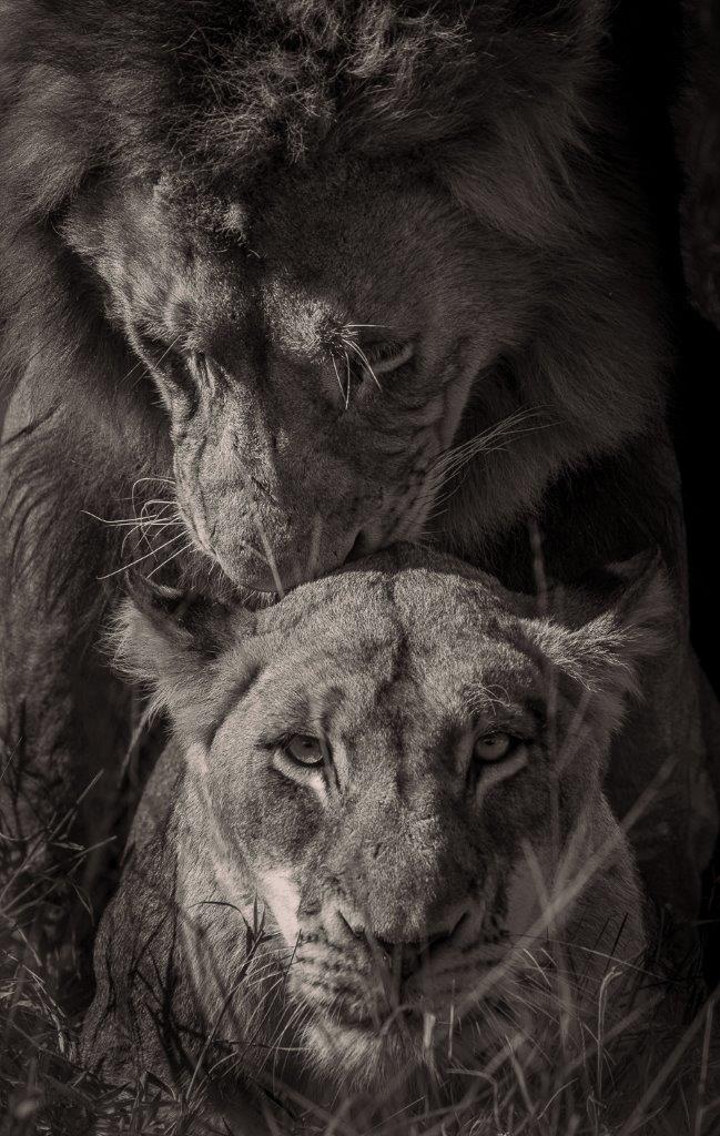 The Merging Prides | Sabi Sabi