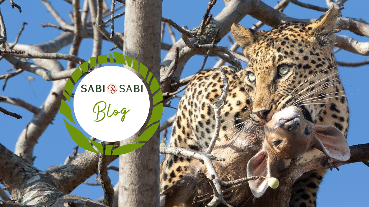 The Magic of Safari |Sabi Sabi