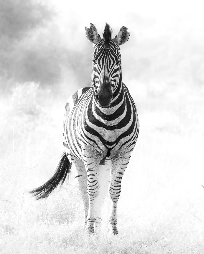 A Week in the Bush Vol. 467 |Sabi Sabi