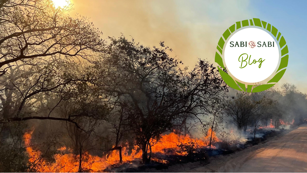 The Importance of Fire in the Natural Environment I Sabi Sabi