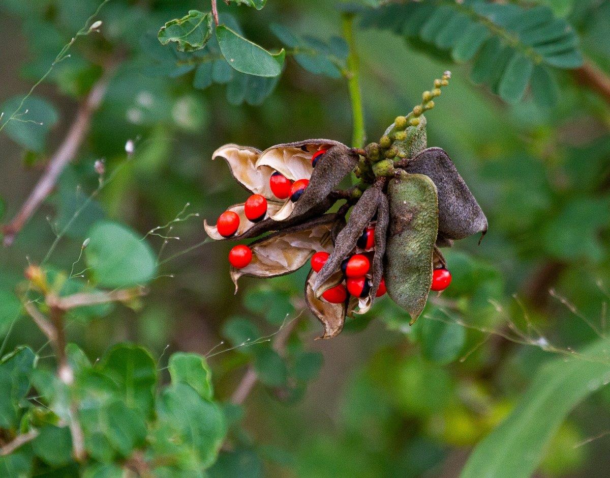 A Week in the Bush Vol. 455 I Sabi Sabi