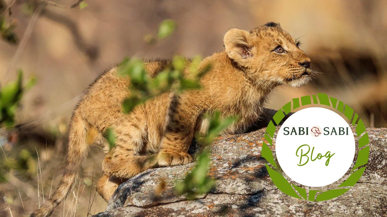 Comeback of the Southern Pride | Sabi Sabi