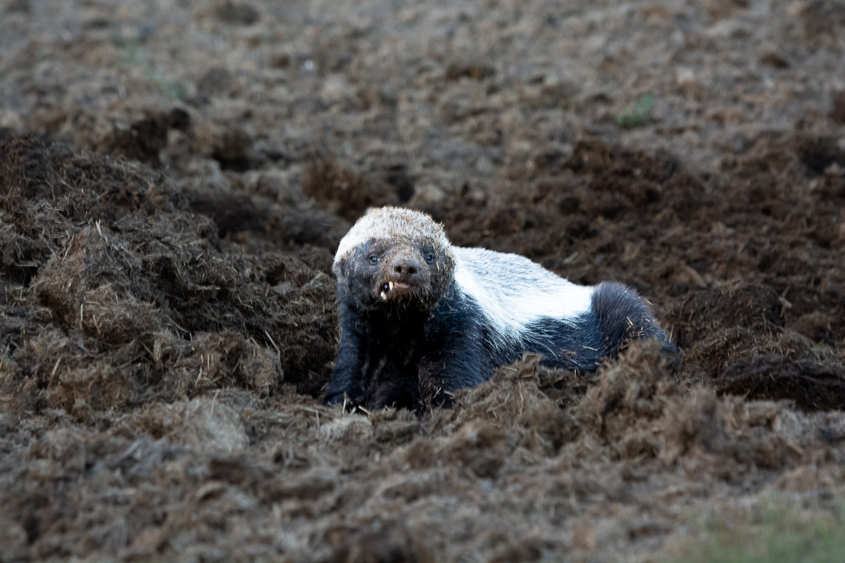 The Honey Badger Around the Corner |Sabi Sabi