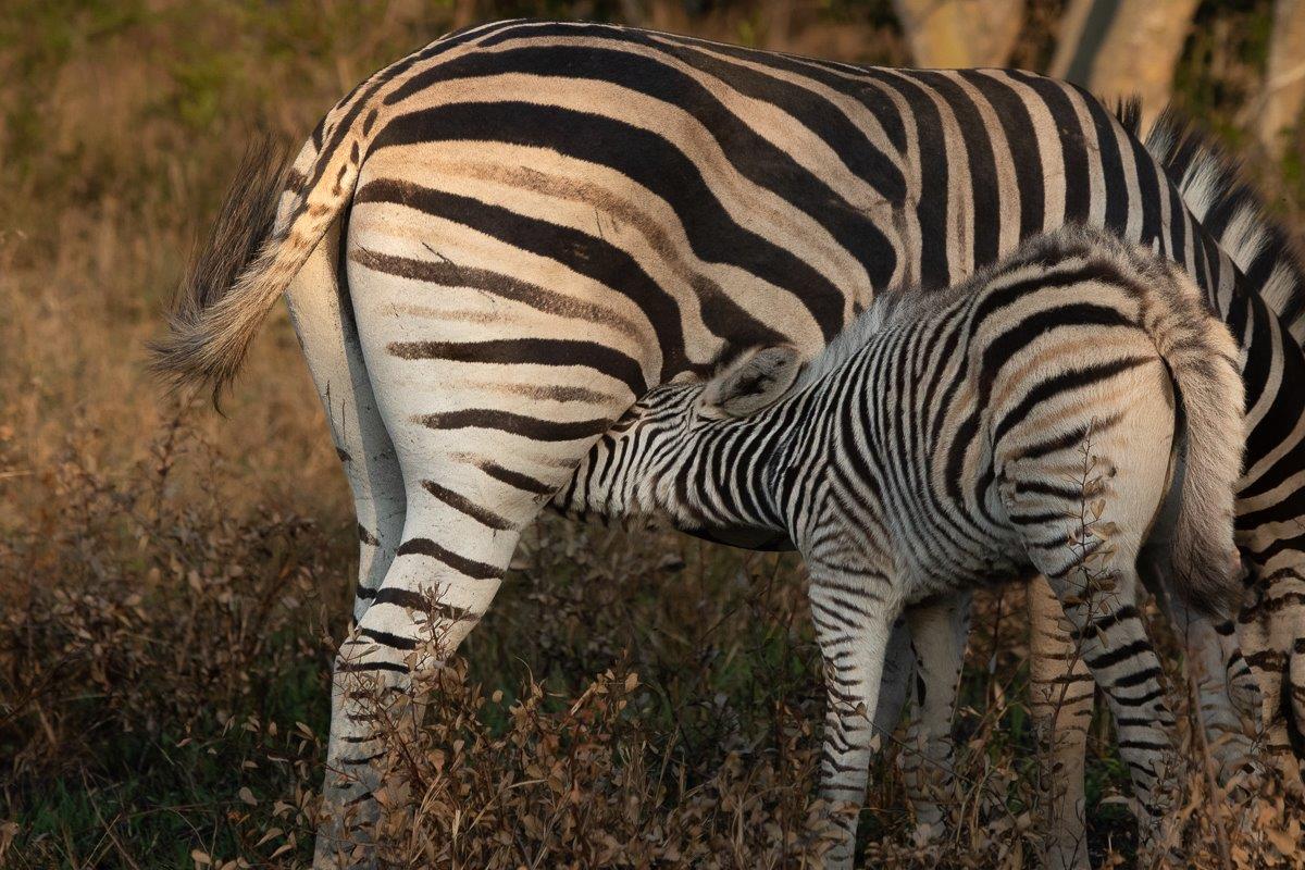 A Week in the Bush Vol. 468 | Sabi Sabi