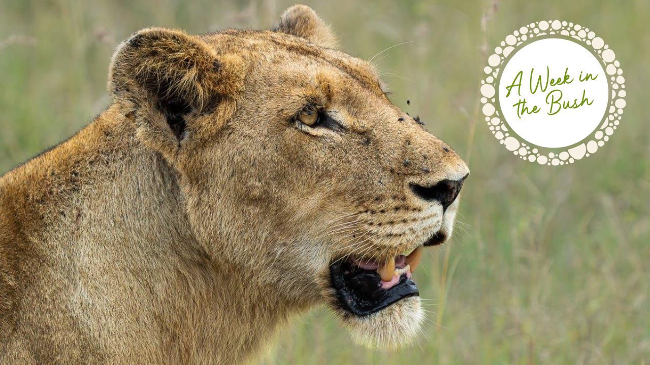 A Week in the Bush Vol. 544 I Sabi Sabi