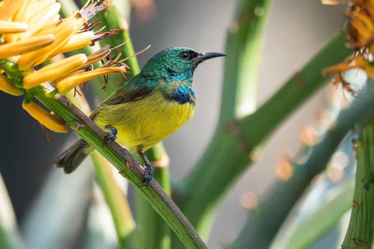 A Week in the Bush Vol. 464 | Sabi Sabi